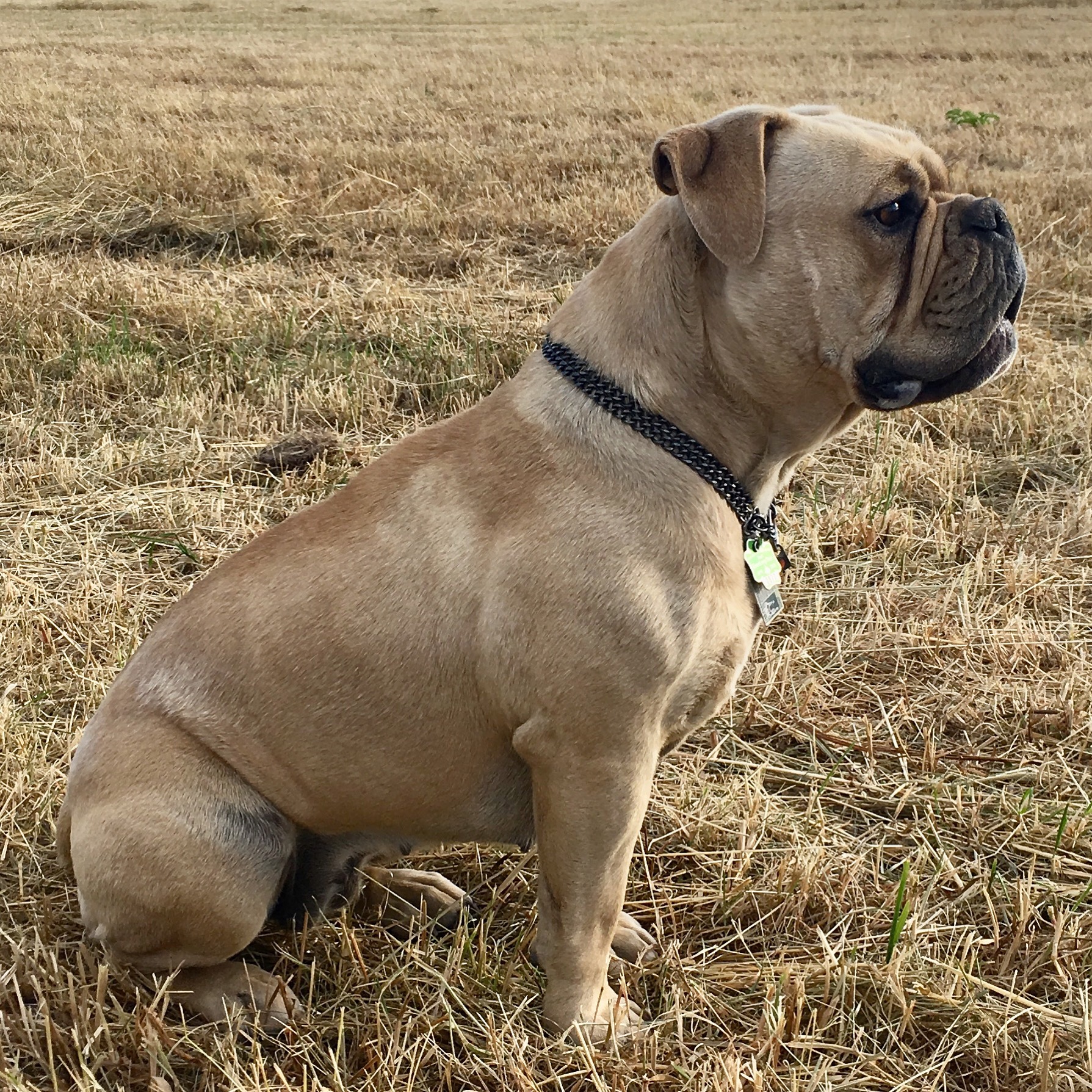 Zuchthündin Continental Bulldog VDH-Züchter VDH Zucht