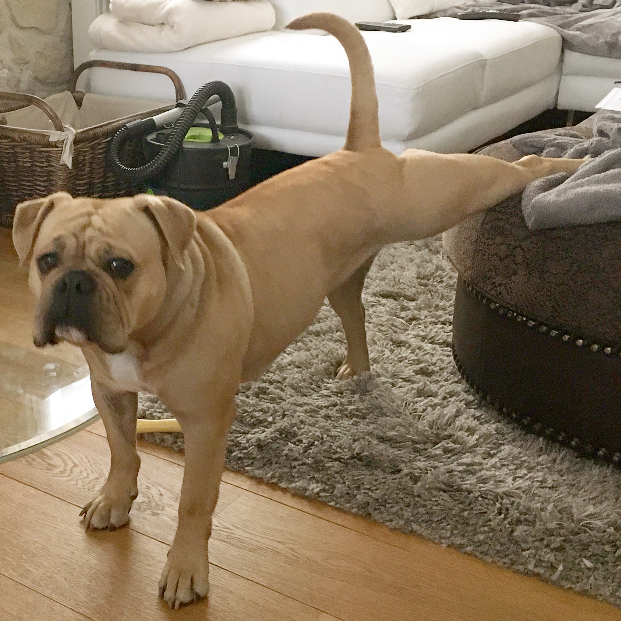 Zuchthündin Continental Bulldog VDH-Züchter VDH Zucht