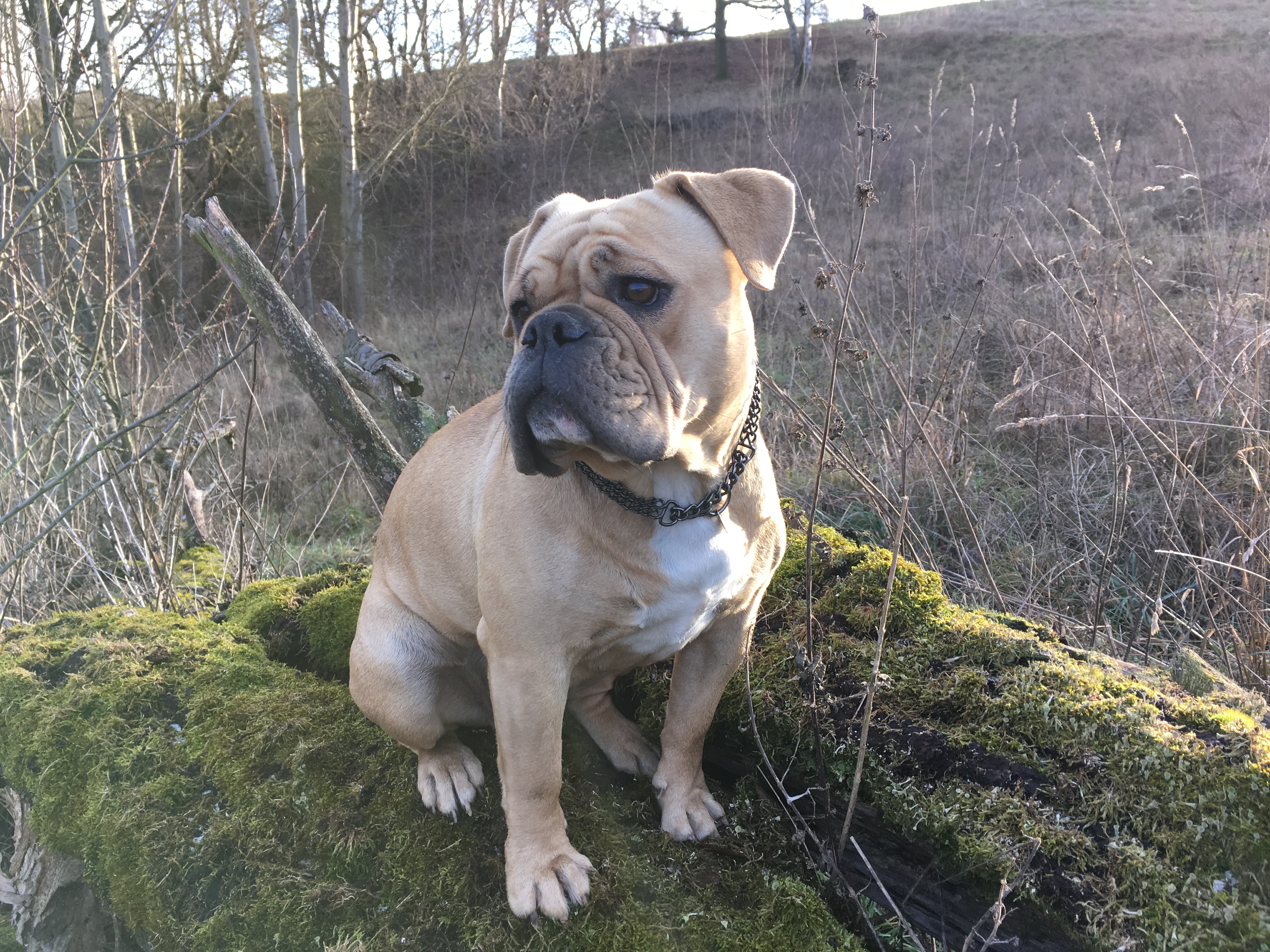 Zuchthündin Continental Bulldog VDH-Züchter VDH Zucht