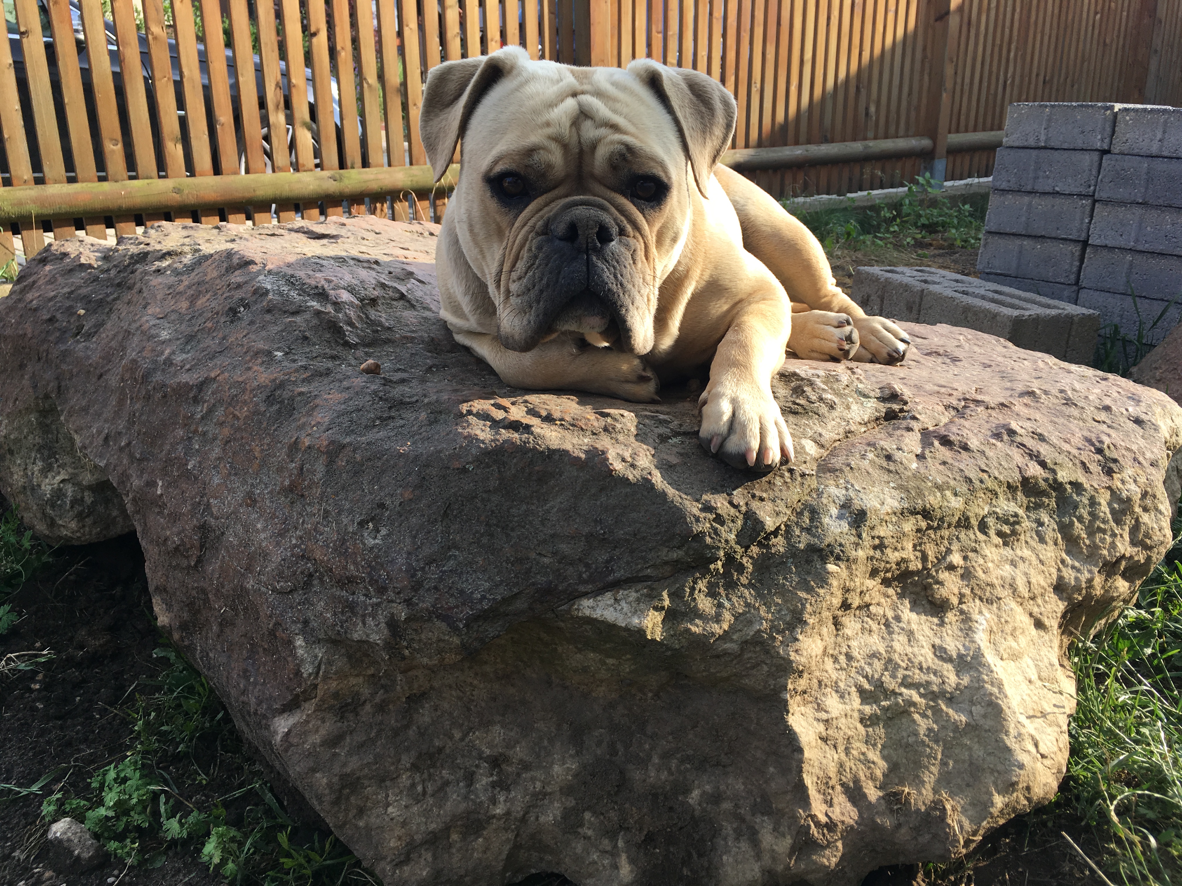 Zuchthündin Continental Bulldog VDH-Züchter VDH Zucht