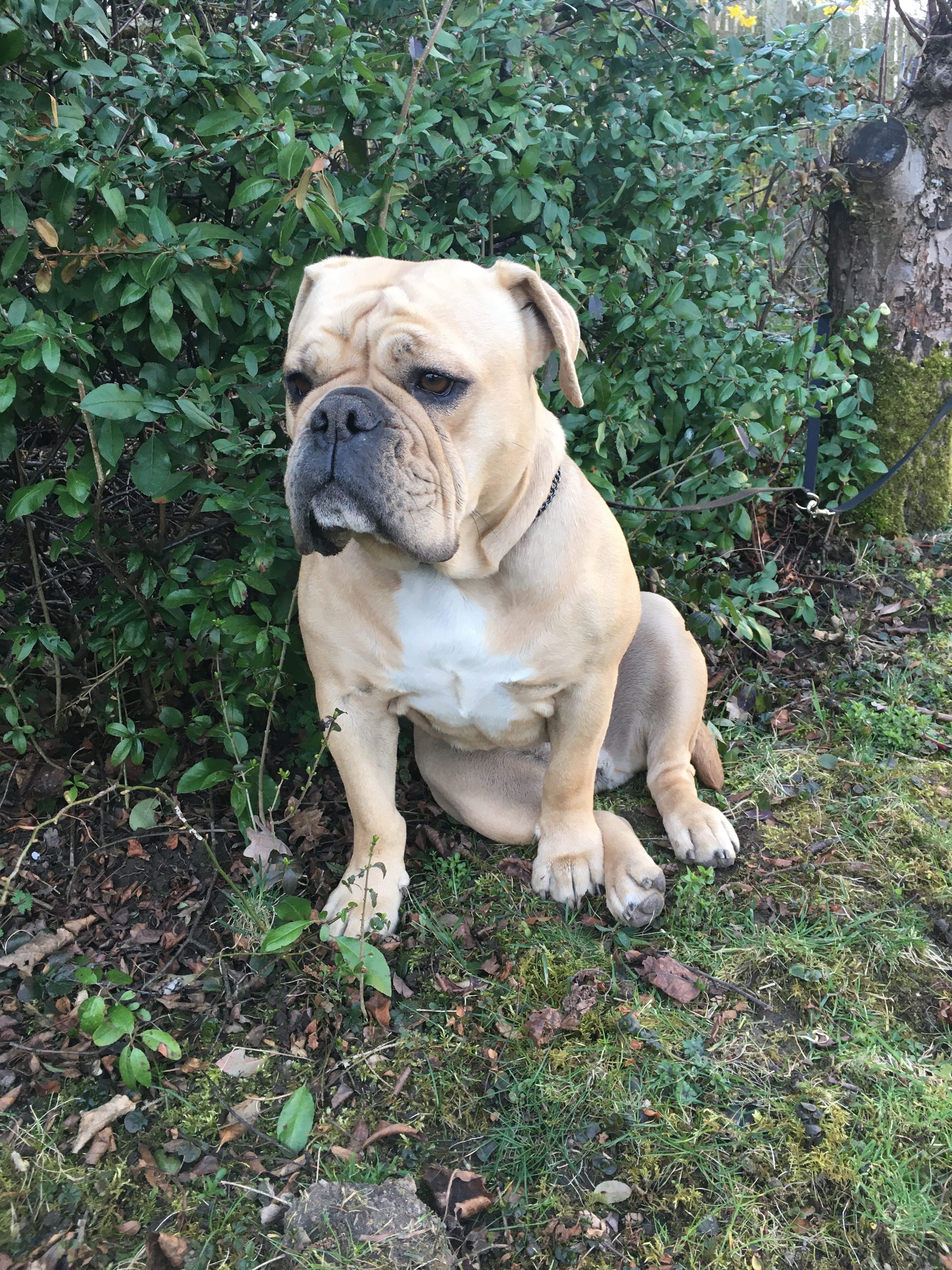 Zuchthündin Continental Bulldog VDH-Züchter VDH Zucht