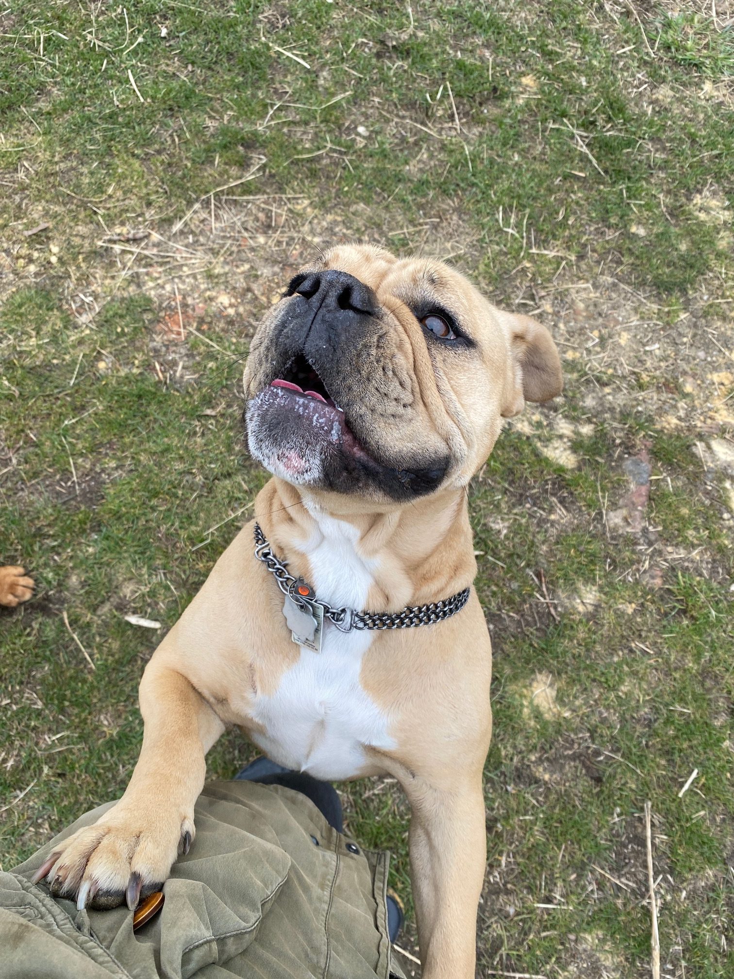 Über Uns | Contibulldog.de